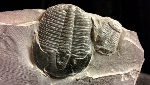 Fossils Quiz - GEOetc